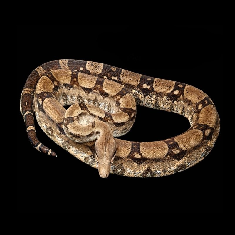 Jiboia: Tudo sobre Características, Cuidados e Curiosidades Fascinantes