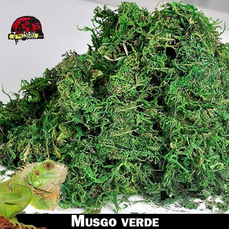 Musgo Verde para Plantas e Répteis - Forneça uma Nutrição Adequada para ...