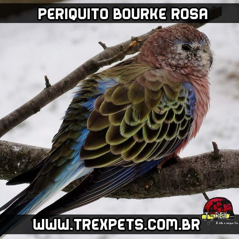 Periquito Bourke Ancestral - Beleza Natural e Encanto Sereno | Adquira ...