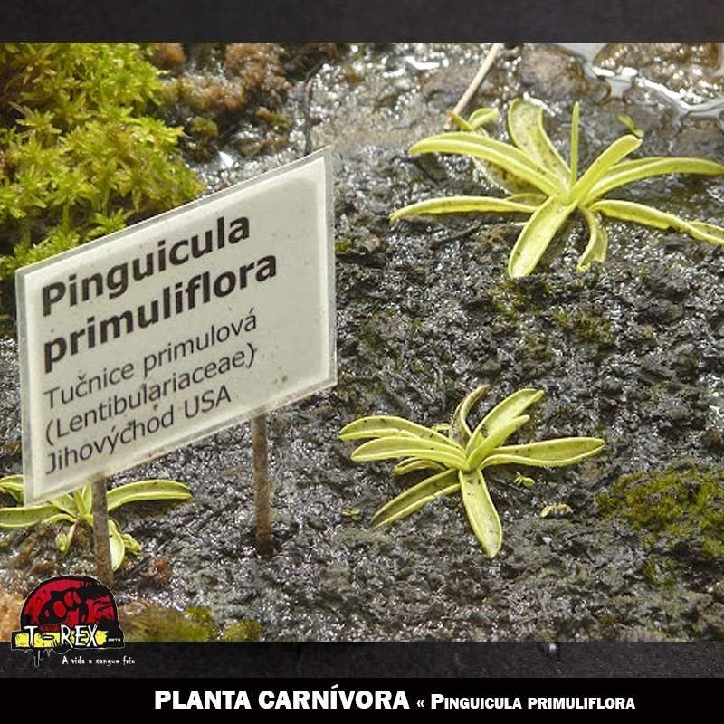 Planta Carnívora - Pinguicula Primuliflora