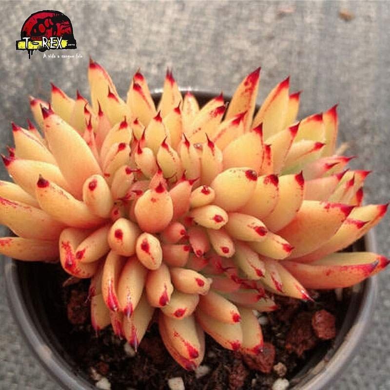 Muda de planta Coleus: A planta fácil de cuidar e versátil perfeita ...