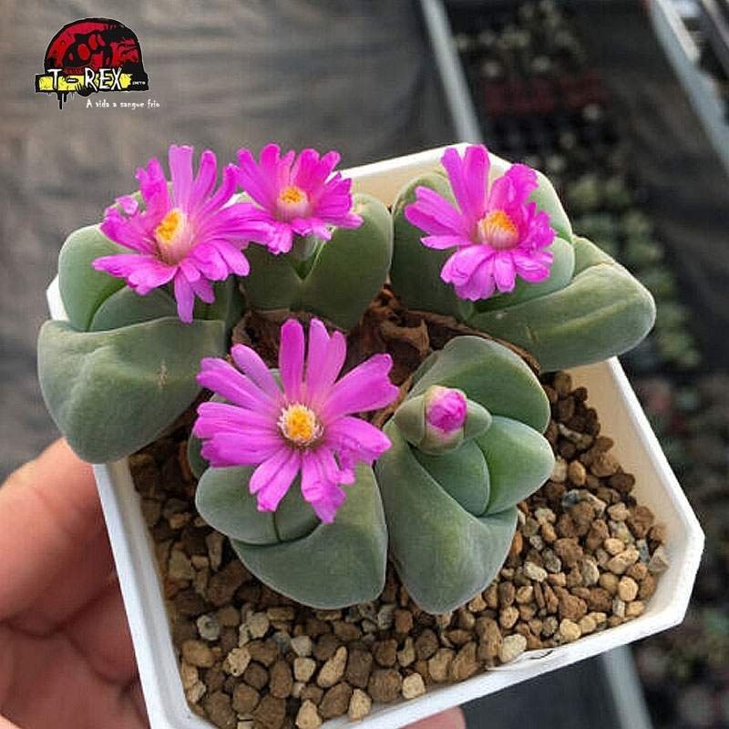 Adquira Agora a Muda de Planta Suculenta Gibbaeum - Beleza Compacta ...