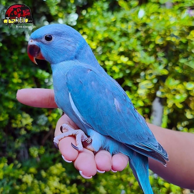 Descubra a Elegância Exótica dos Ring Necks - Variedade de Cores à Venda.