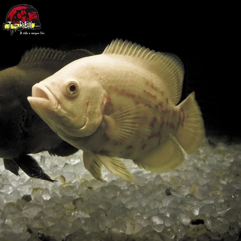 Peixes Oscar e Ciclídeos Africanos Importados - Beleza e Exclusividade ...