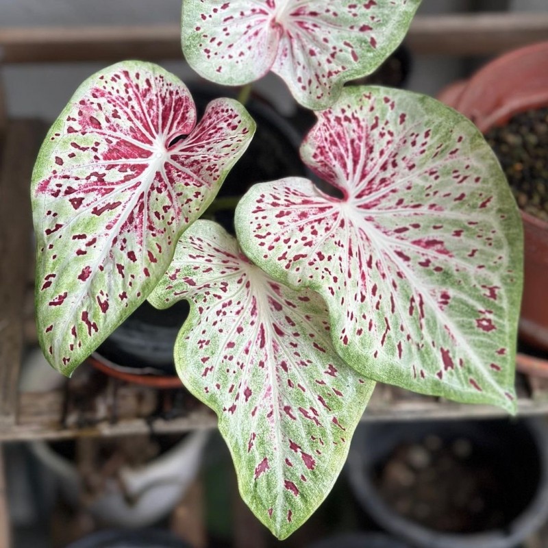 Caladium Mariana: Mudas Exuberantes para Transformar Seu Jardim
